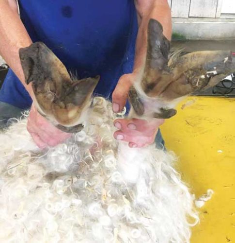 Goat Feet and Hoof Care - Grit